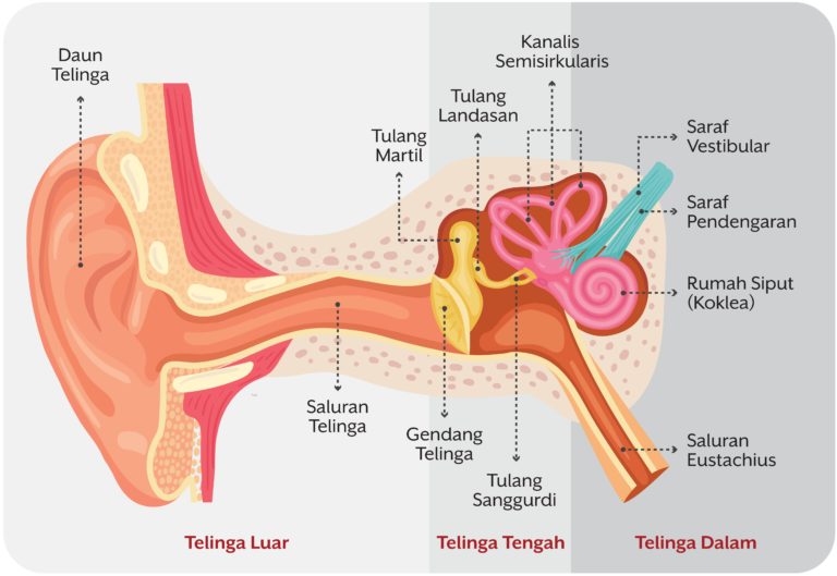 Pahami Bagaimana Proses Mendengar Telinga Anda - Blog - Pusat Alat ...